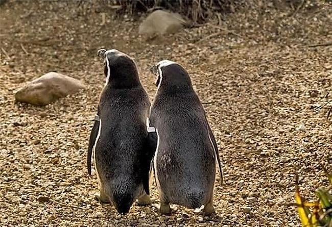 Dzīvnieki geji - Spoki