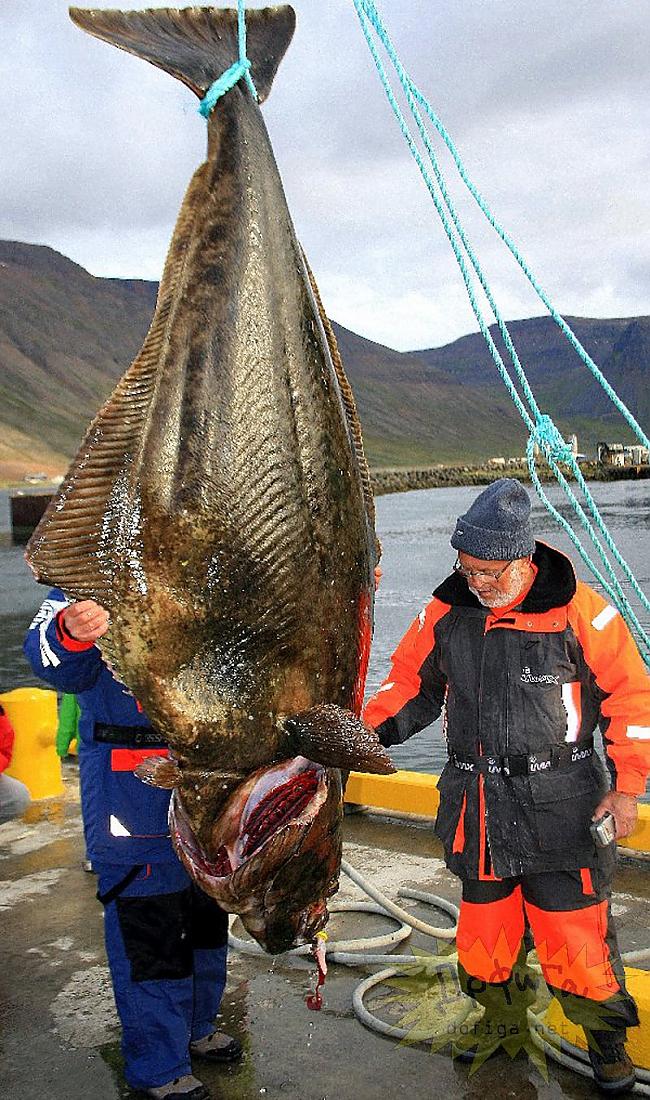 Lielākais Paltuss Pasaulē. - Spoki