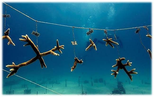 koraļļu rifu ekosistēma - Spoki