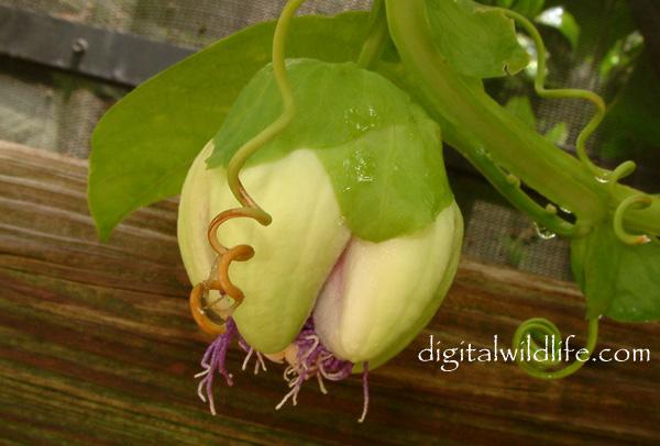 PASIFLORA - augs, kas nevar palikt nepamanīts - Spoki