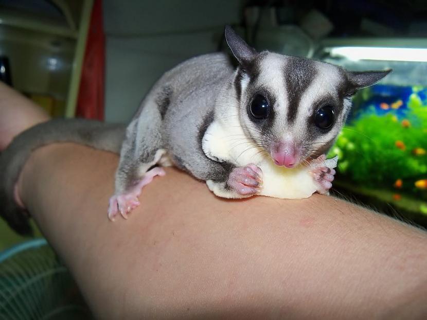 Petaurus breviceps - Spoki
