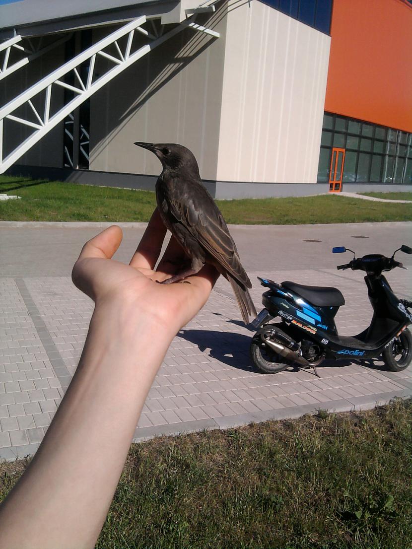 Apstulbis strazds? - Spoki