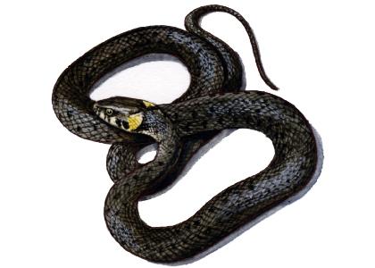 Mums savvaļā dzīvo tikai divas čūskas - odze un zalktis - Spoki