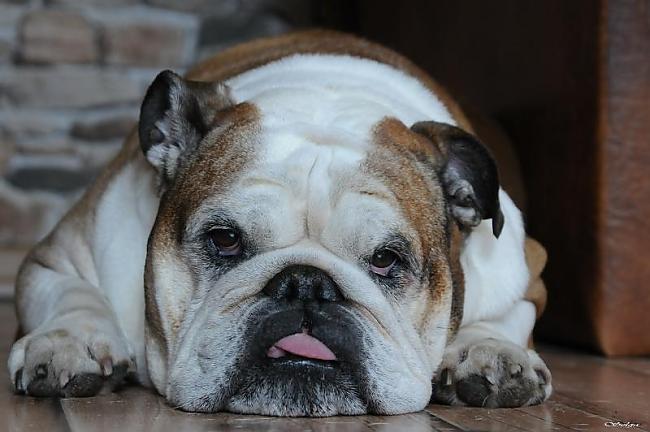 Angļu buldogs.''English Bulldog" - Spoki
