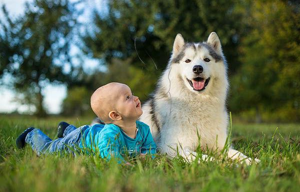Haskiji, Ekskimosu suņi - Spoki