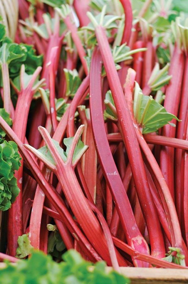 Fakti par rabarberiem - Spoki