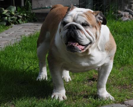 Angļu buldogs - Spoki