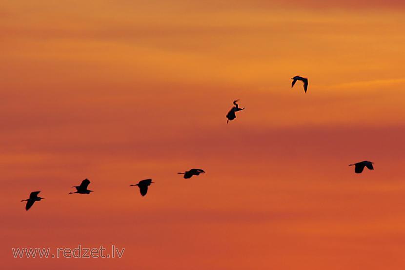 Valstu nacionālie putni - Spoki