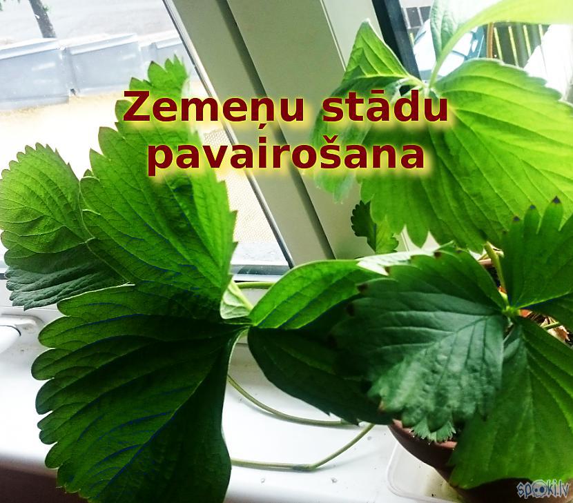 Zemeņu stādu pavairošana, zemeņu atjaunošana - Spoki