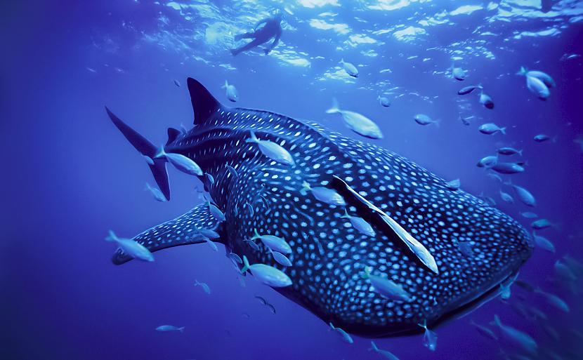 Daži fakti par haizivīm. - Spoki