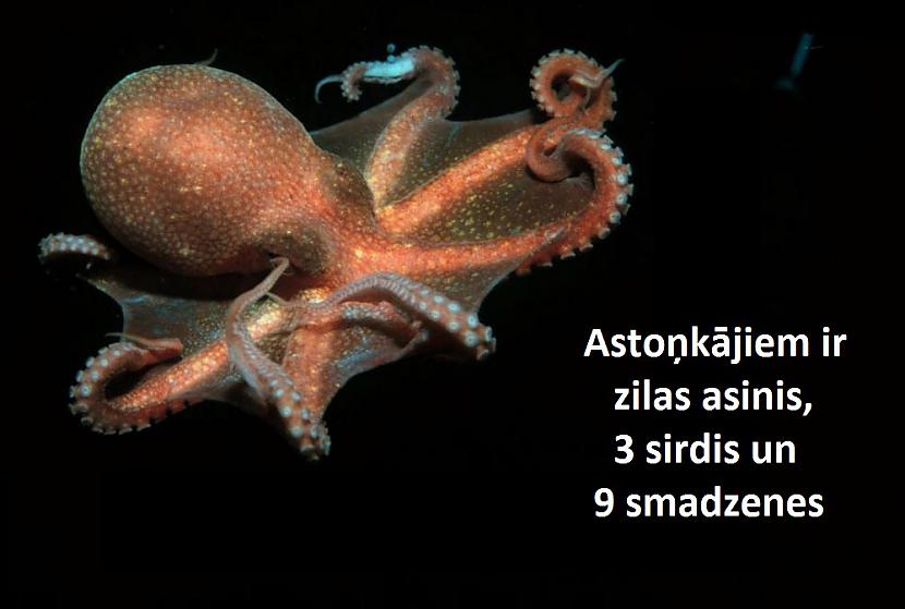 13 dīvaini un neparasti fakti - Spoki