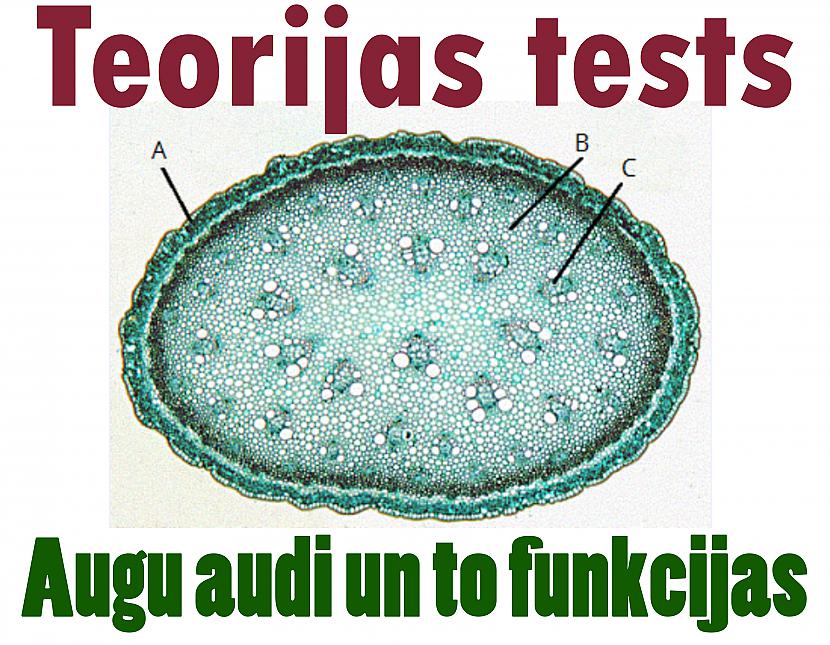 Augu audi un to funkcijas: Teorijas tests - Spoki