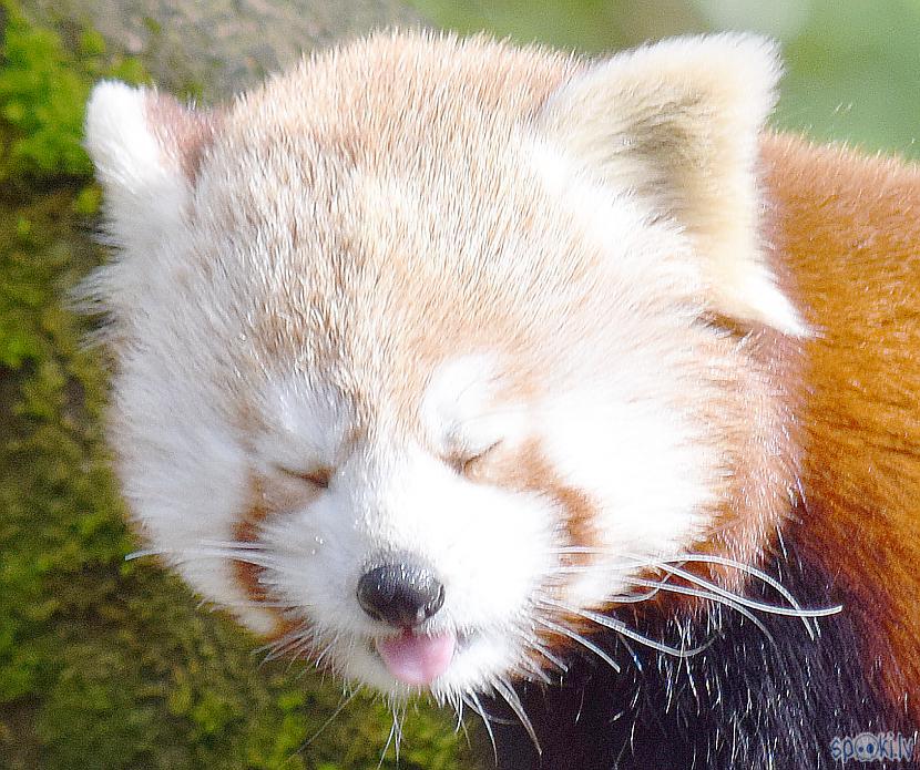 Rudais sila jenots - Spoki