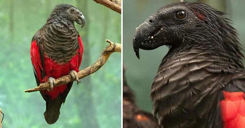 Drakulas papagailis, iespējams, ir skaistākais un biedējošākais putns ...