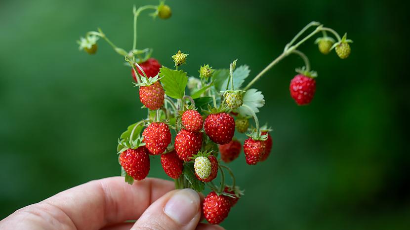 Tests: Vai šī ir meža zemene, spradzene vai zemeņavene? - Spoki