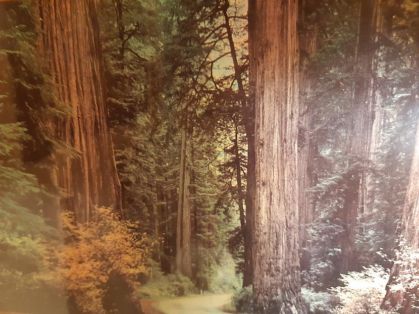 Jo dziļāk mežā, jo vairāk koki un spoki - Spoki