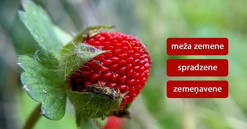 Tests: Vai tu zini, kā izskatās spradzene, meža zemene un zemeņavene ...